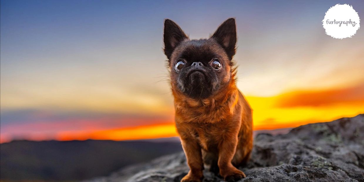 About Dottie | Dottiethedwarf